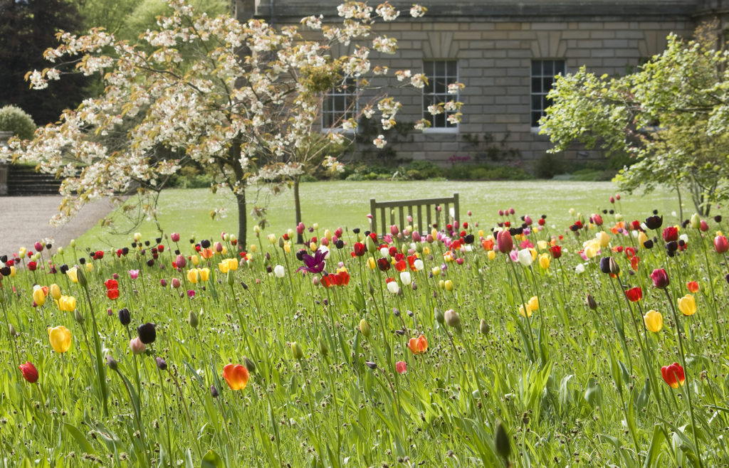 Britain's best gardens to see in spring - Jessops Photo
